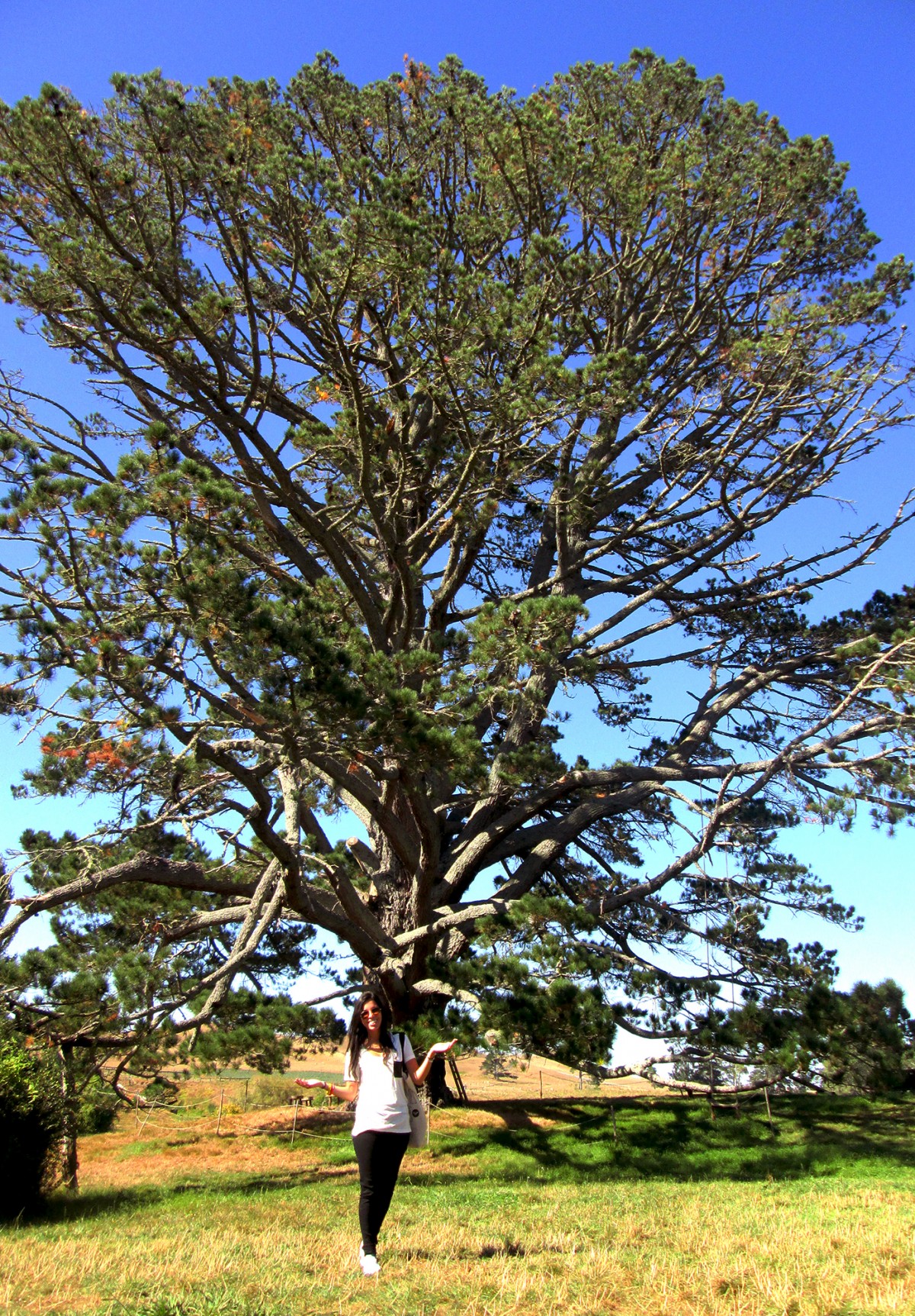 Hobbiton - Tour pelo cenário de O Hobbit na Nova Zelândia